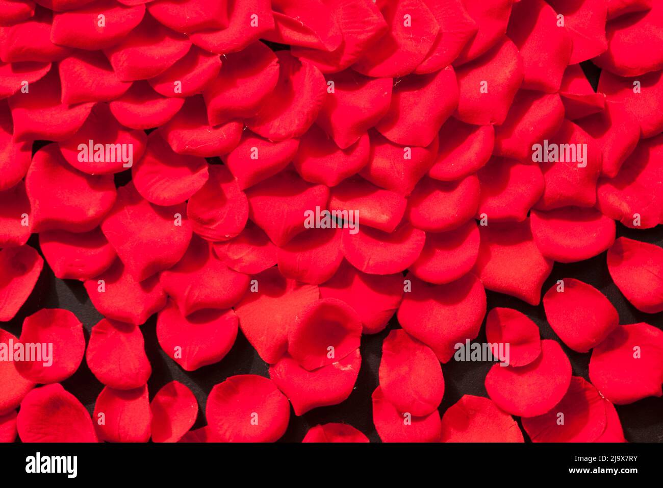 Beautiful red rose petals background Stock Photo - Alamy