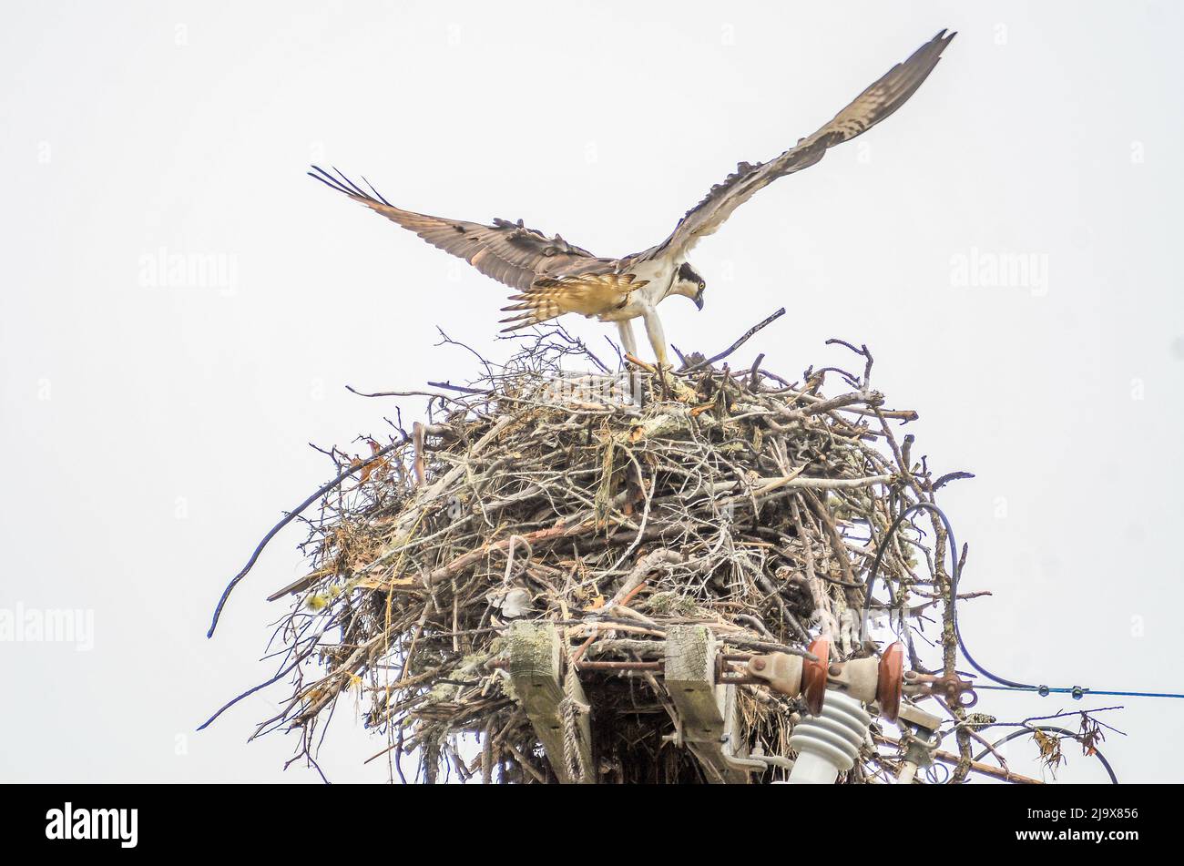 This Osprey lands on its nest in a very heavy fog. Nature needs no ...