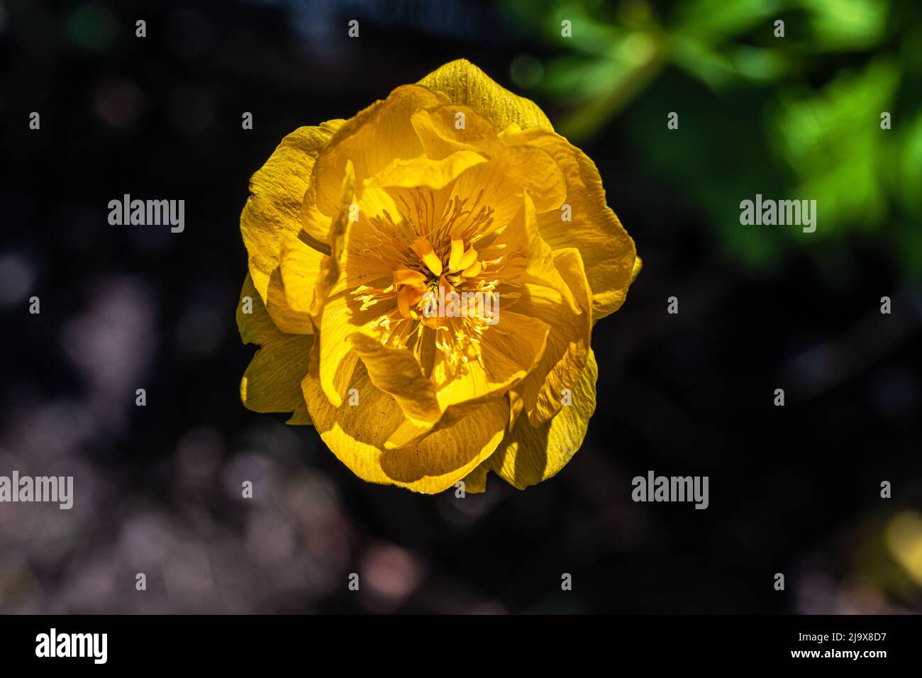 Flower of Common or European Globeflower (Trollius europaeus Stock ...