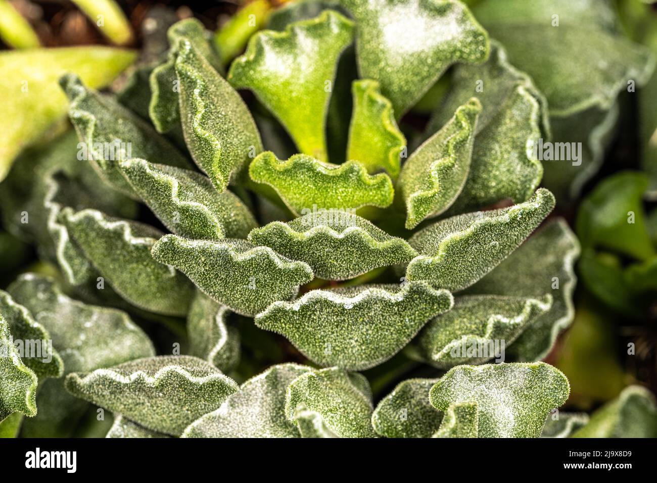 Crinkle Leaf Plant (Adromischus cristatus Stock Photo - Alamy