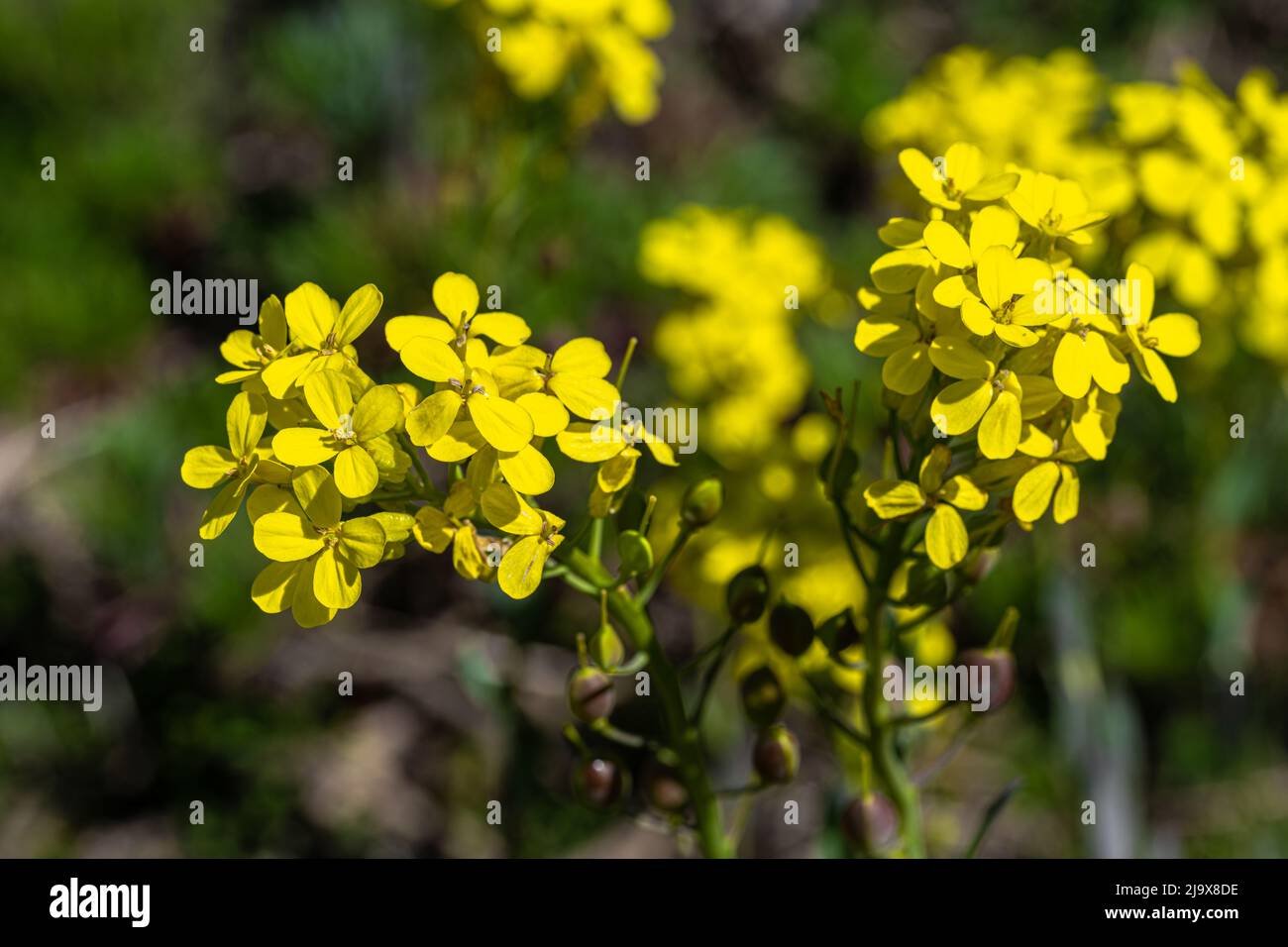 Flowering Greek Bladderpod (Alyssoides utriculata Stock Photo - Alamy