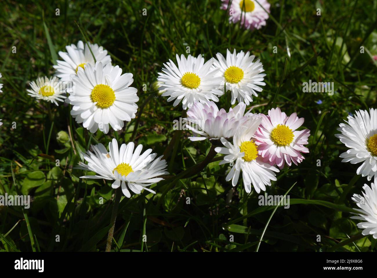 Daisies growing in the grass Stock Photo - Alamy