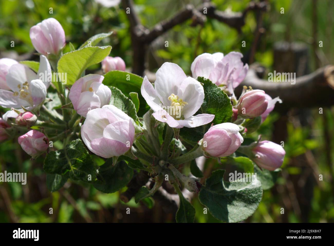 Bunch of flowers of an apple tree hi-res stock photography and images ...