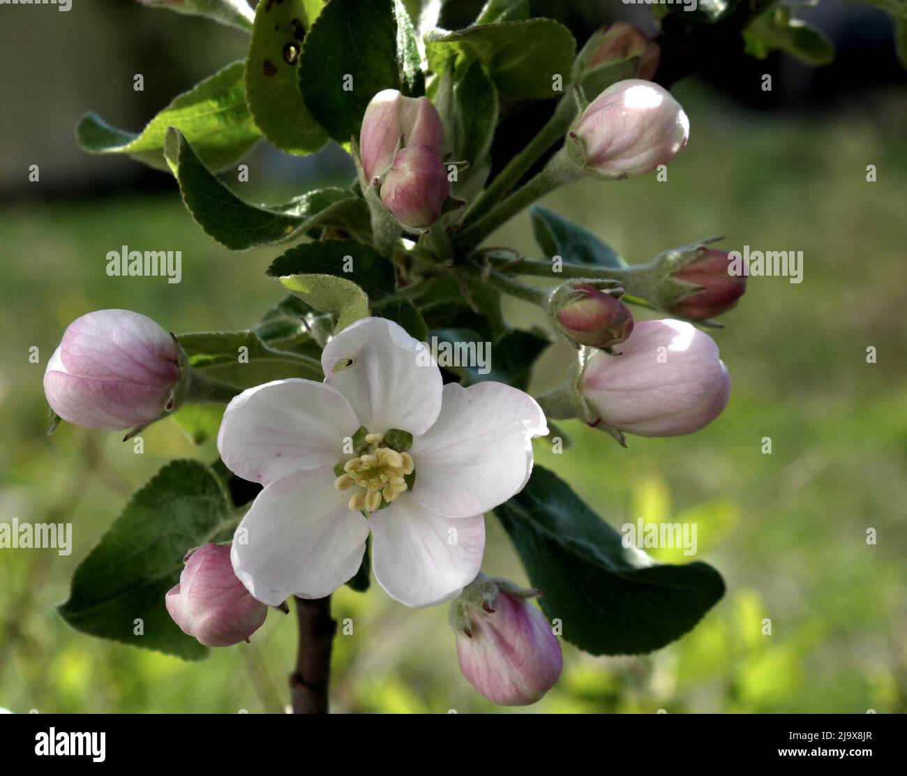 Bunch of flowers of an apple tree hi-res stock photography and images ...