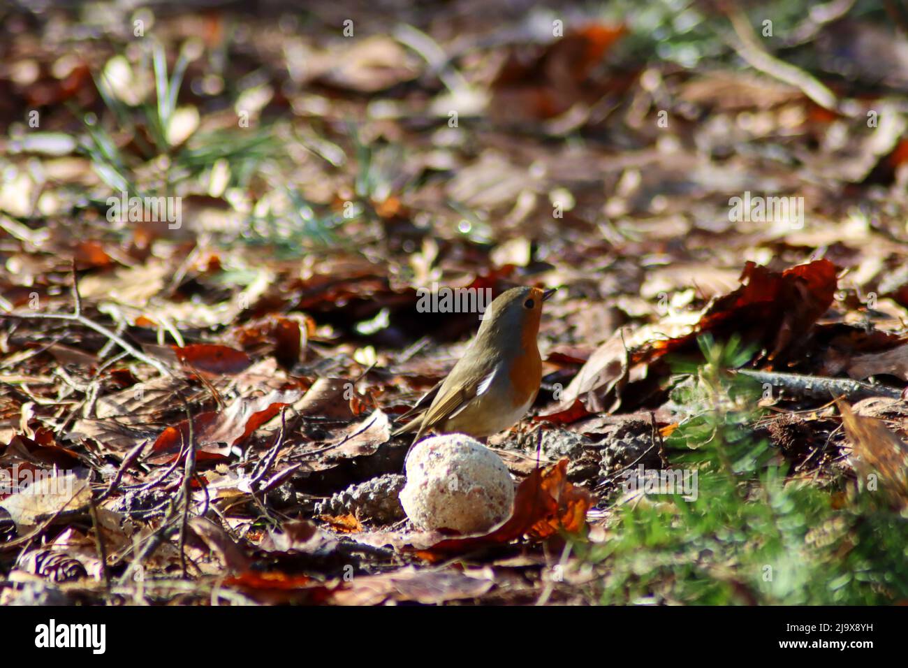 Robin eats from a fat ball on the ground in the Veluwe in the ...