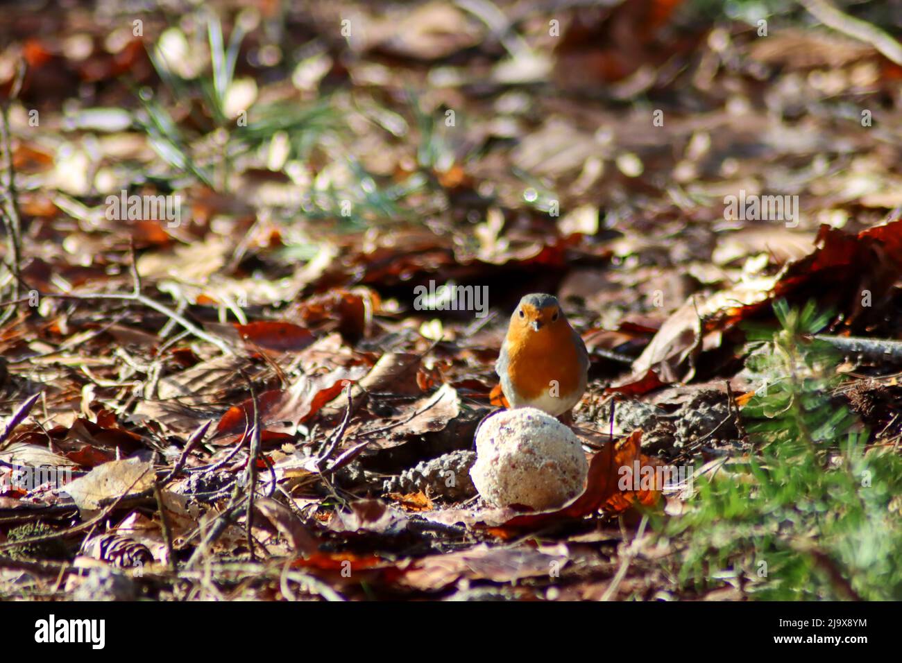 Robin eats from a fat ball on the ground in the Veluwe in the ...