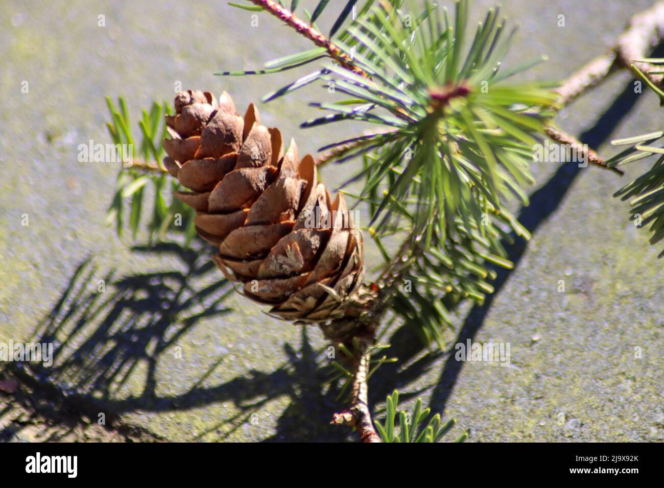 Pine cone on a branch on the ground of the terrace on the Veluwe Stock ...