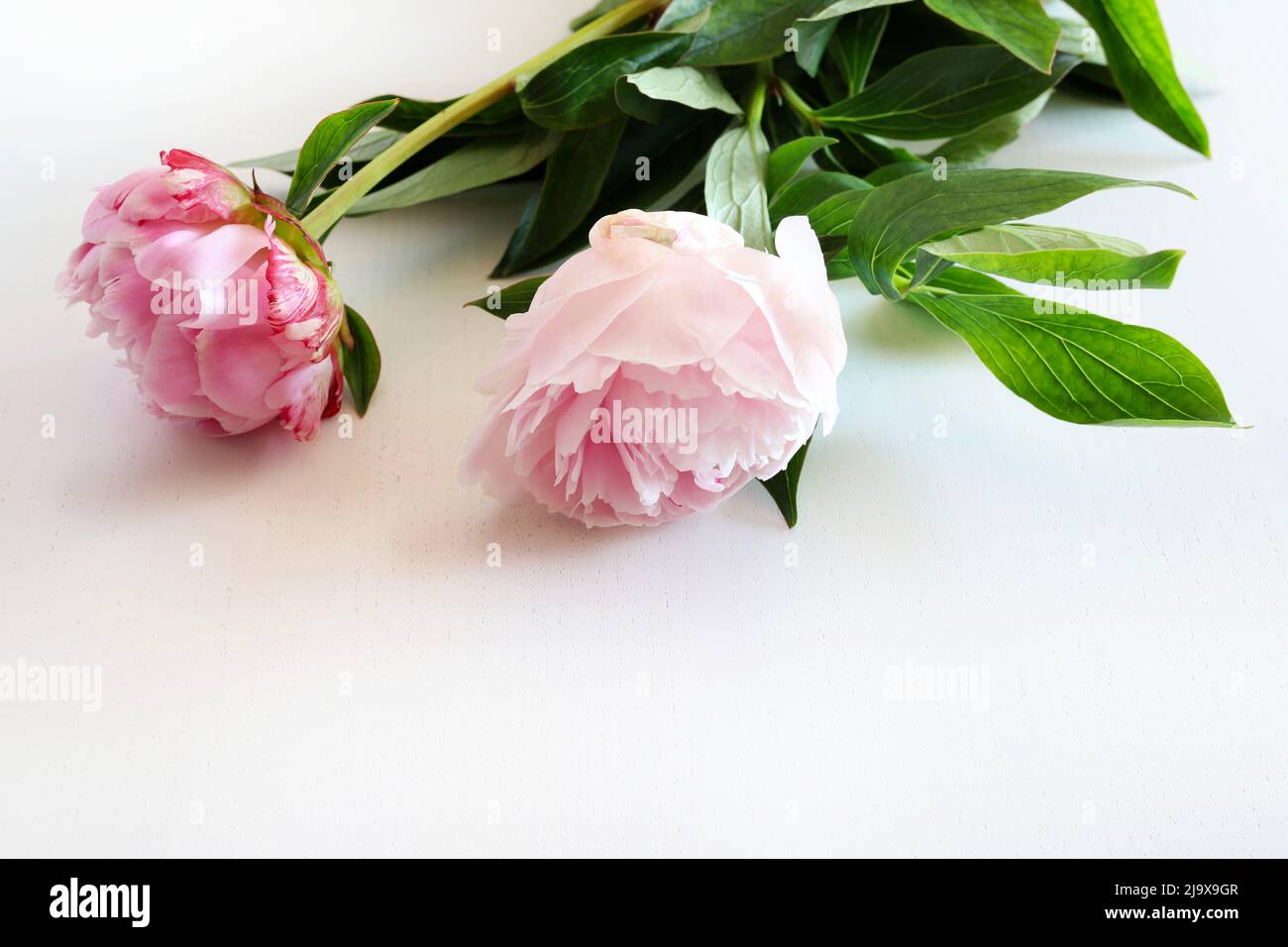 Beautiful pink peonies flowers isolated on a white background Stock ...