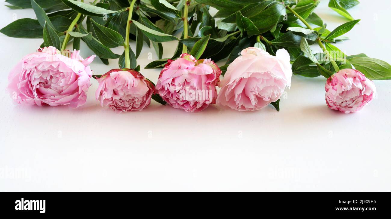 Beautiful pink peonies flowers isolated on a white background Stock ...