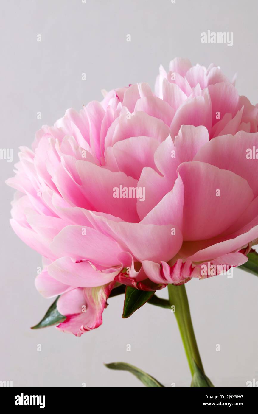 Beautiful pink peonies flowers isolated on a white background Stock ...