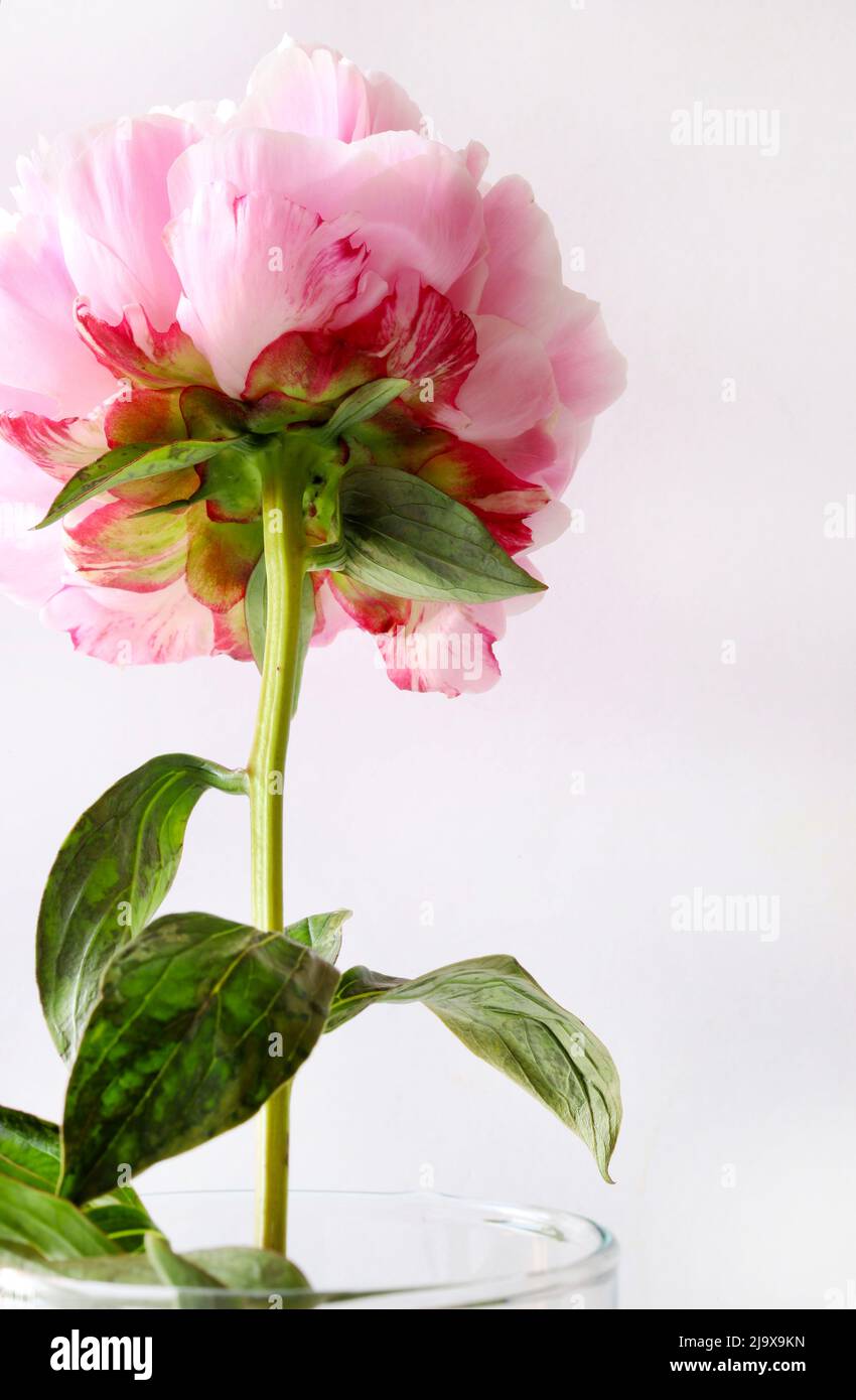 Beautiful pink peonies flowers isolated on a white background Stock ...