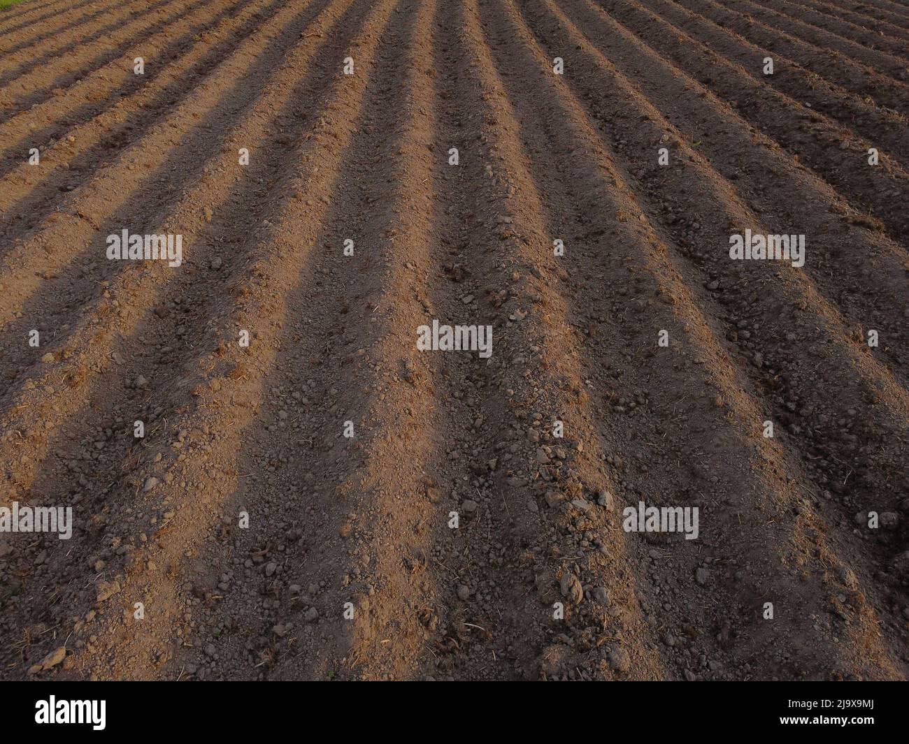 Long flat top rows, furrows, mounds, for newly planted potatoes in a ...