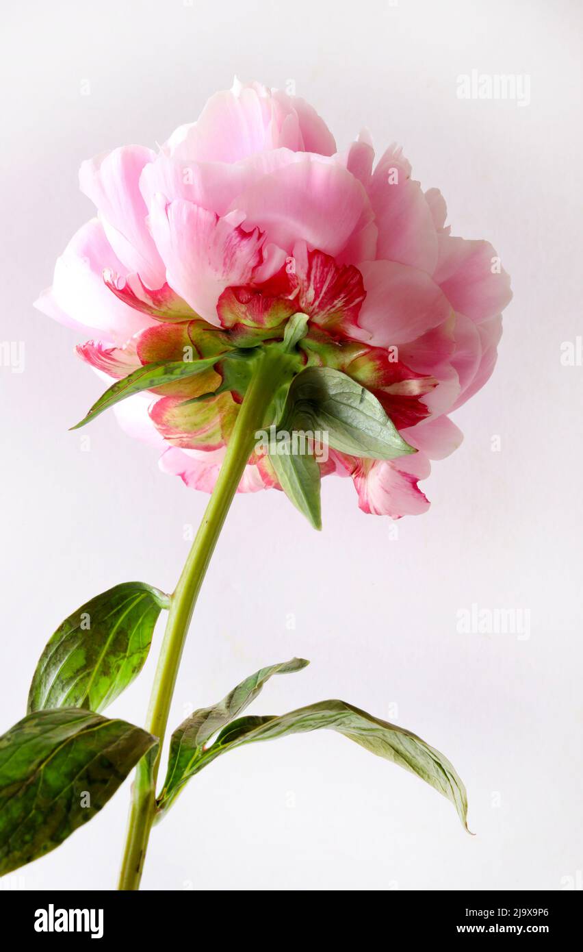Beautiful pink peonies flowers isolated on a white background Stock ...