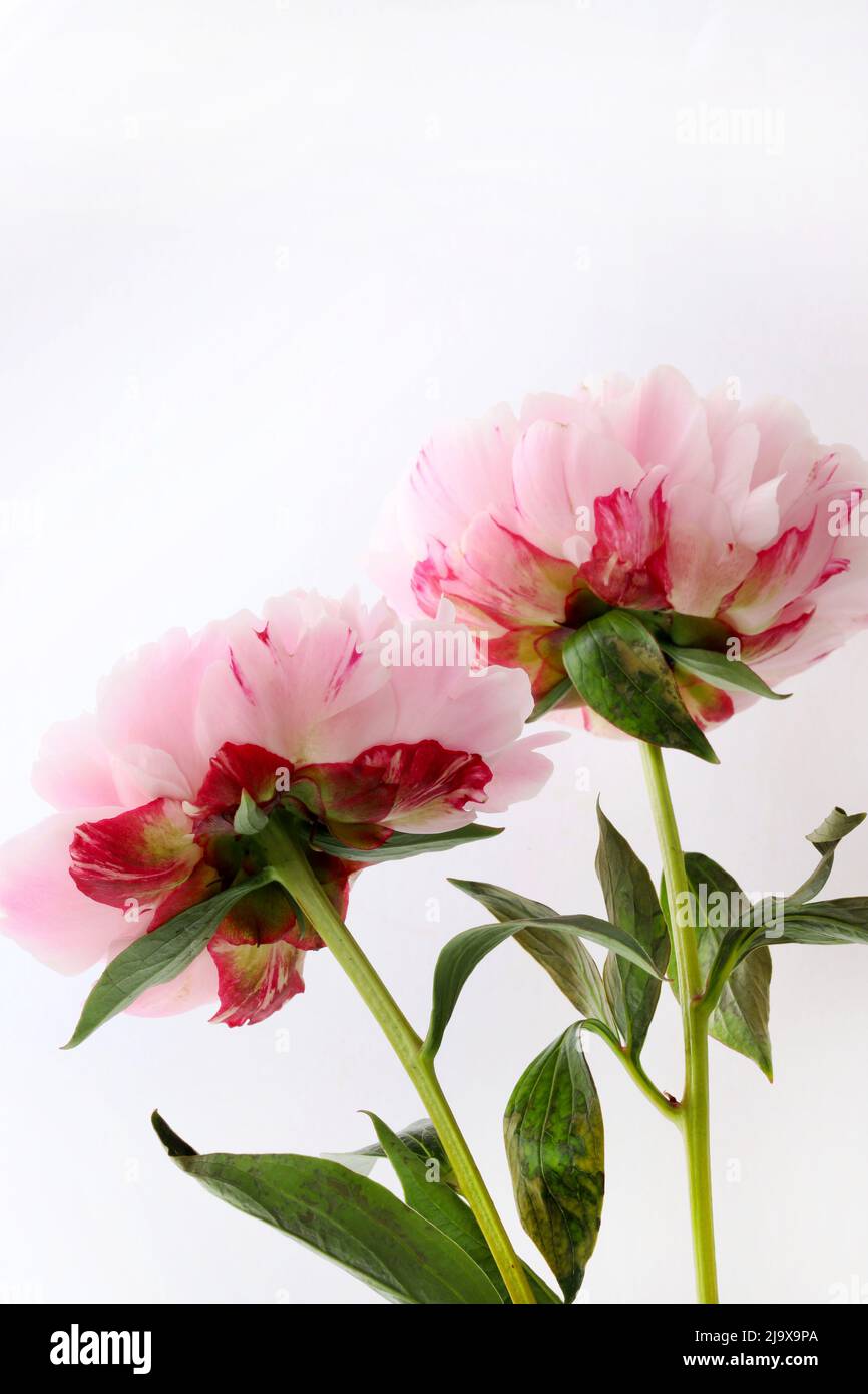 Beautiful pink peonies flowers isolated on a white background Stock ...