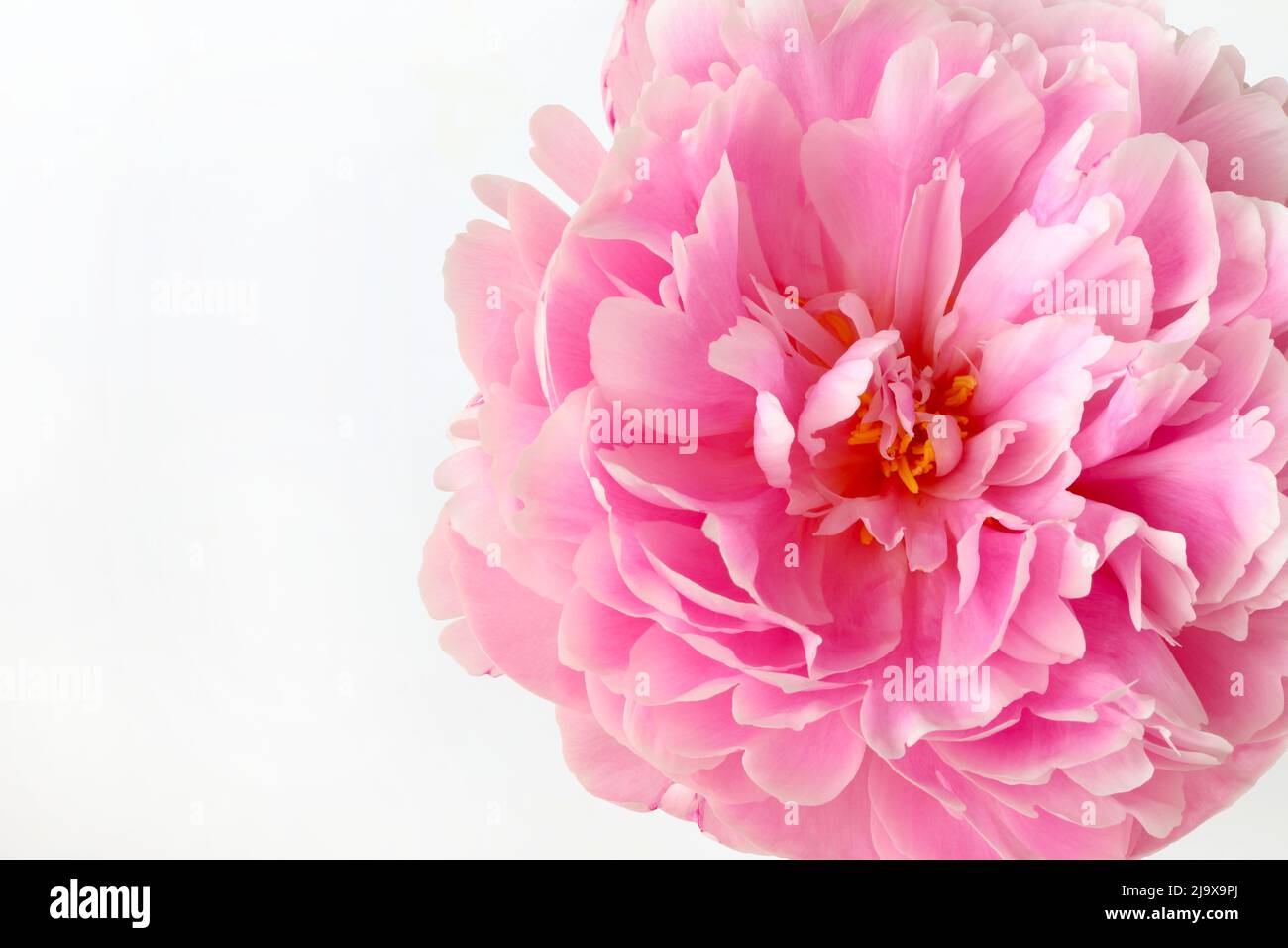 Beautiful pink peonies flowers isolated on a white background Stock ...