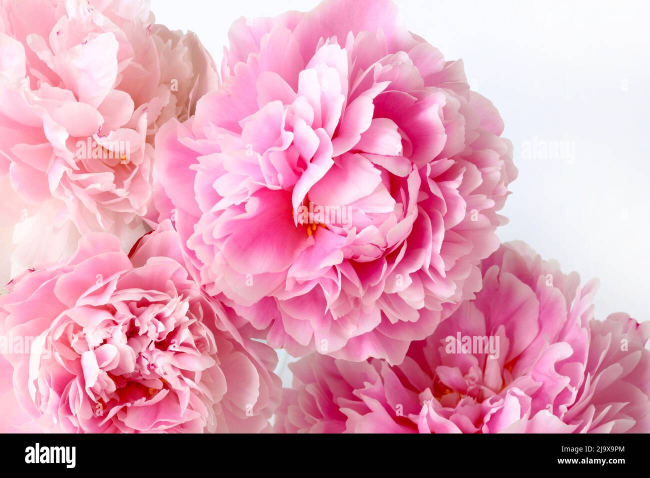 Beautiful pink peonies flowers isolated on a white background Stock ...