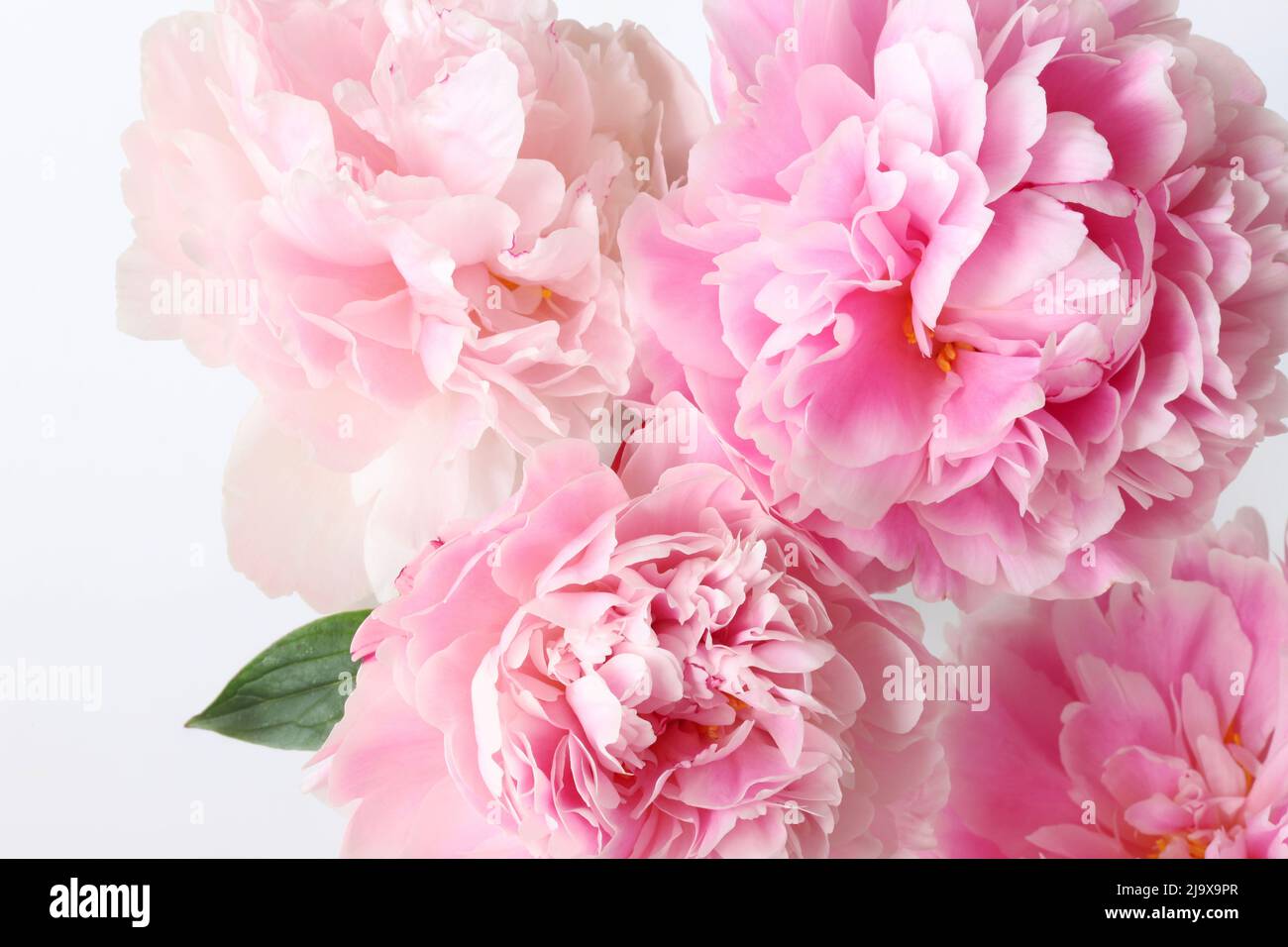 Beautiful pink peonies flowers isolated on a white background Stock ...