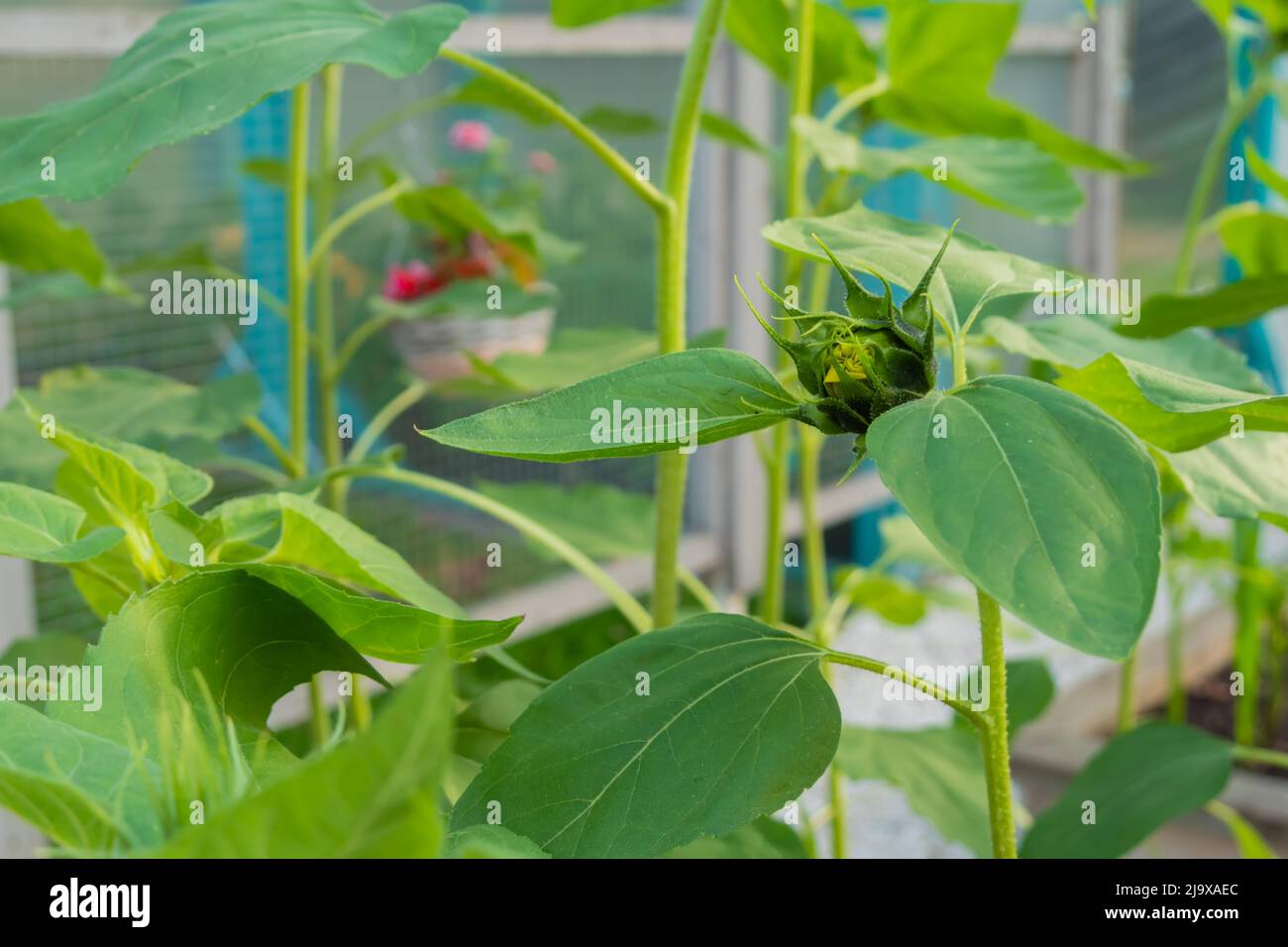 Sunflower backyard design hi-res stock photography and images - Alamy
