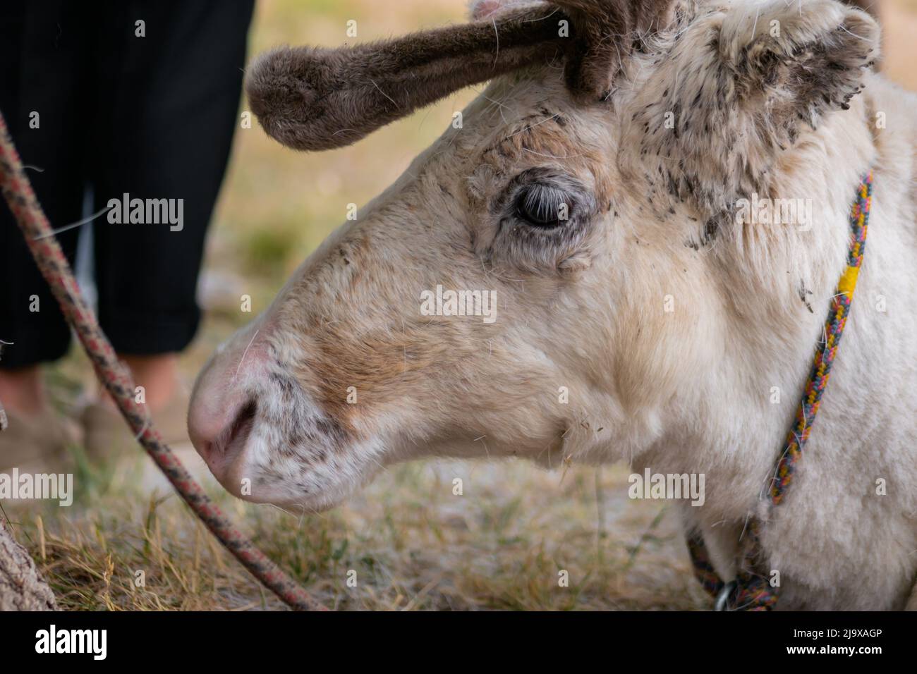 Portrait of sad white siberian deer lying and resting at farm, zoo ...