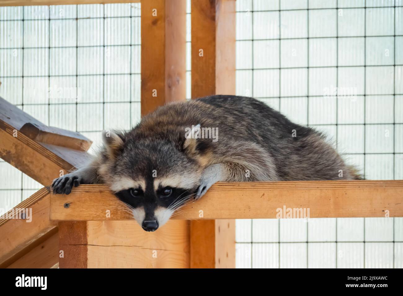 Cute sad raccoon resting and lying in cage at zoo - close up Stock ...