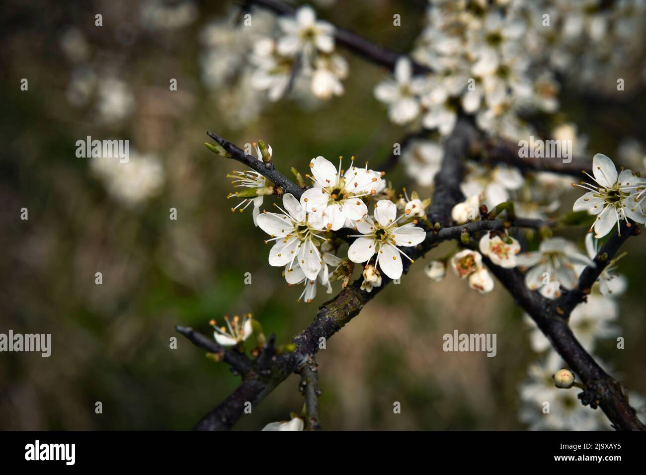 nature seasonal background flowers on blackthorn Stock Photo - Alamy