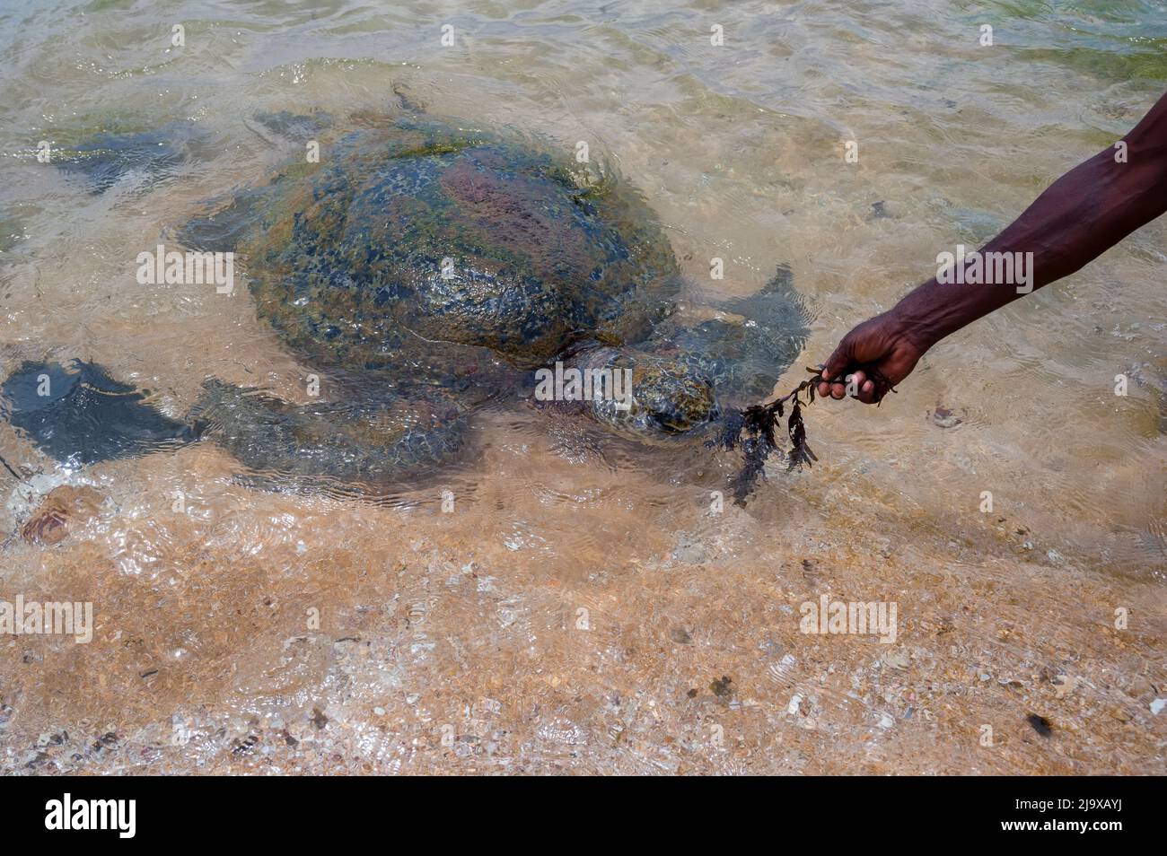 Man feeds Green sea turtle or Chelonia mydas swims in the shallow ocean ...