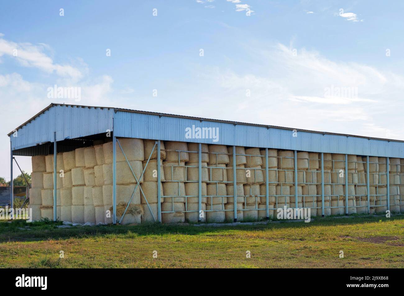 Round bales of straw being stored at farm. Hay rolls as forage feed for ...