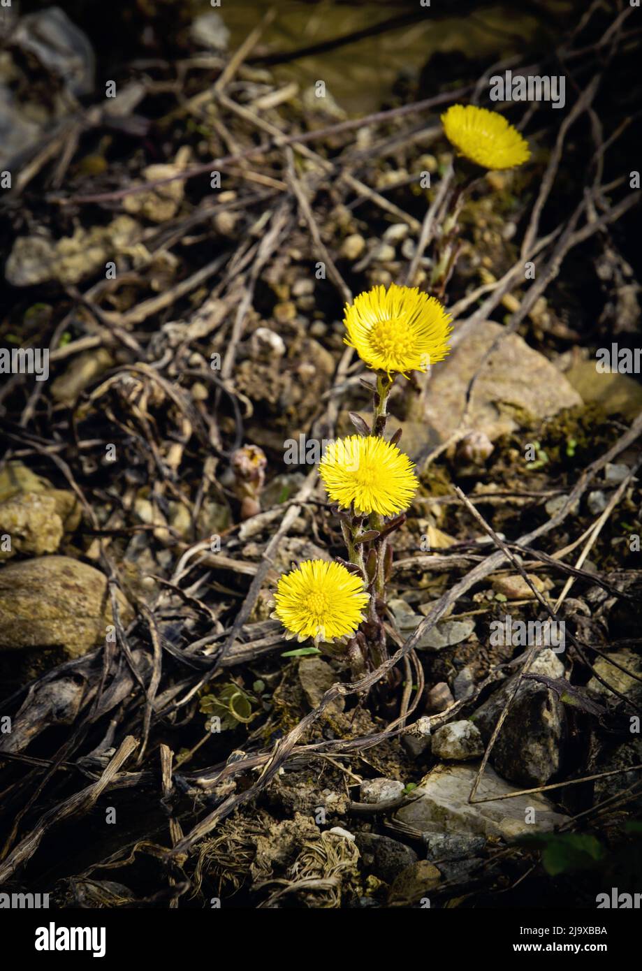 Four yellow flowers hi-res stock photography and images - Alamy