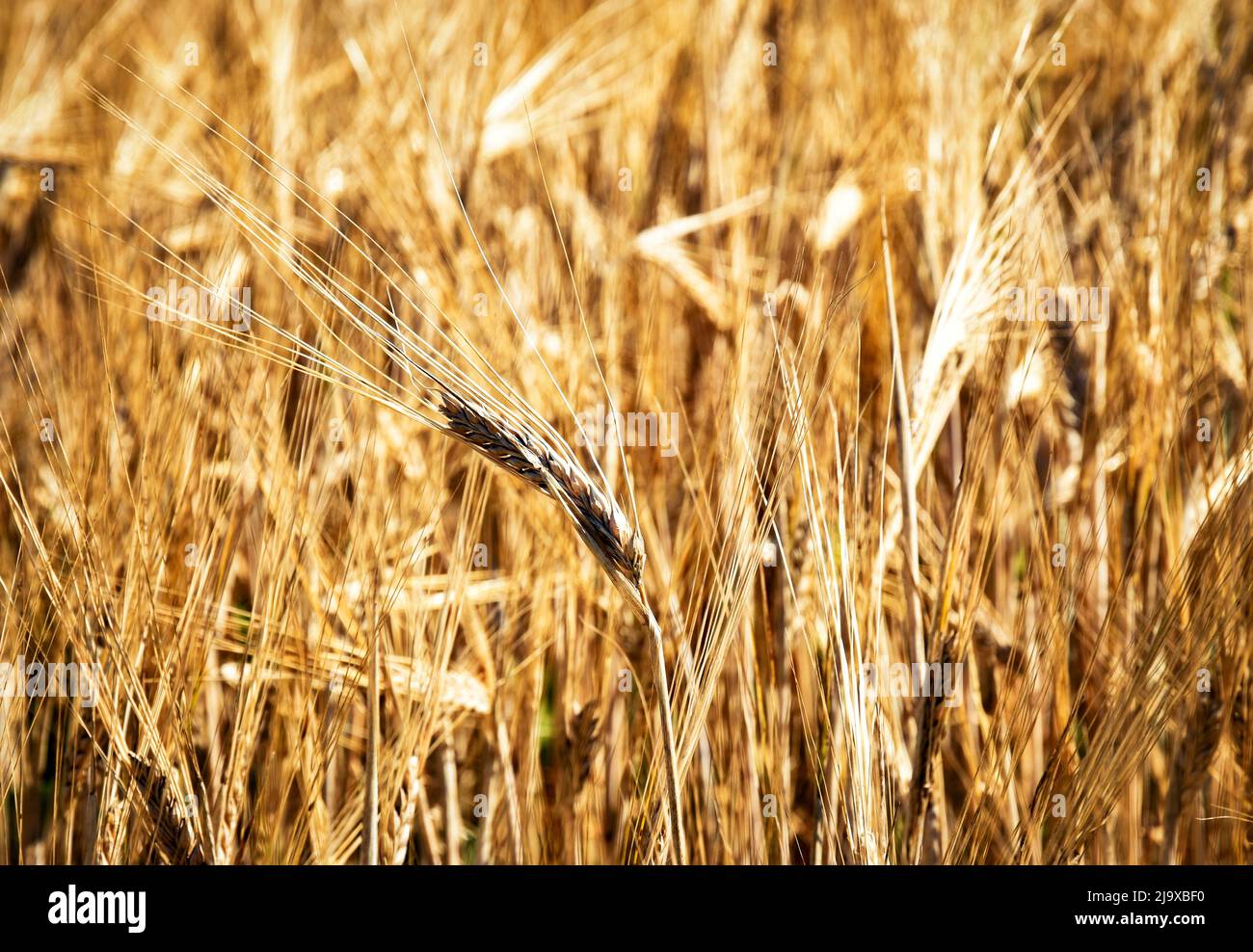 seasonal background Golden yellow grain of grain Stock Photo - Alamy