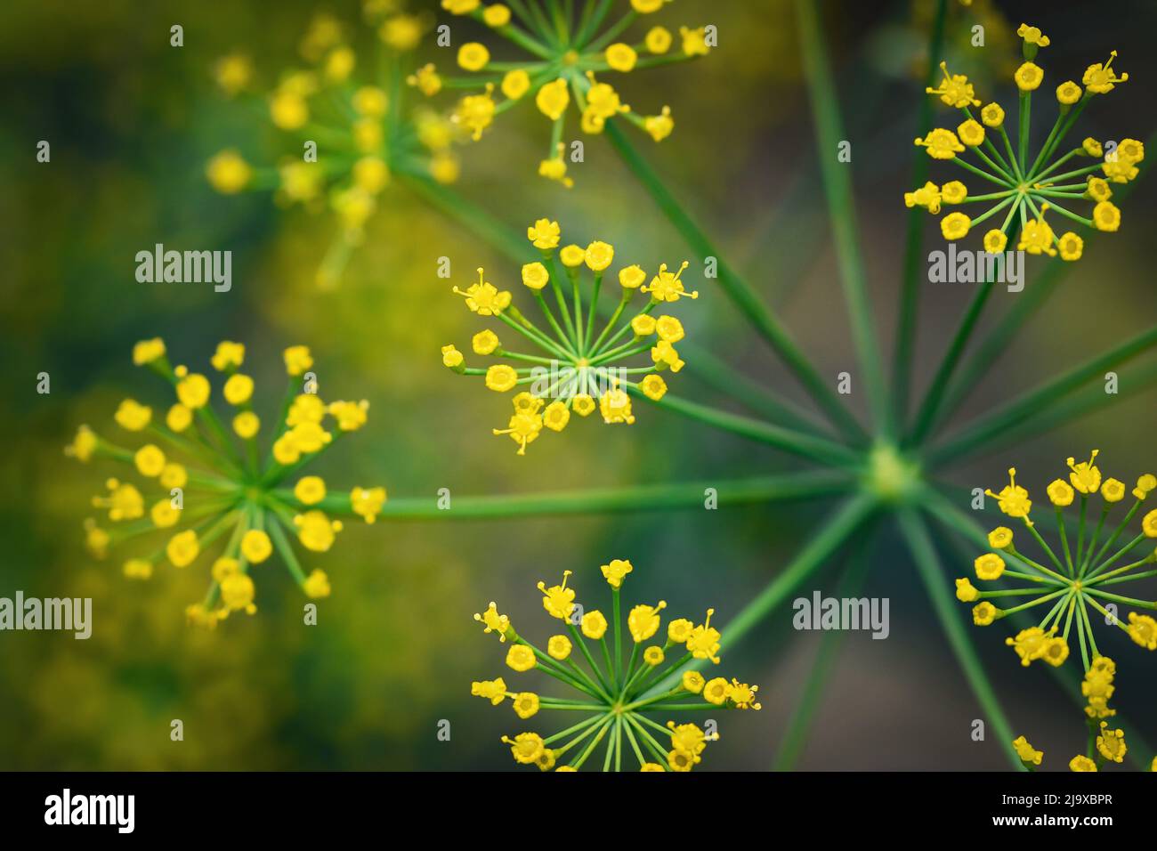 Group of yellow flowers hi-res stock photography and images - Alamy