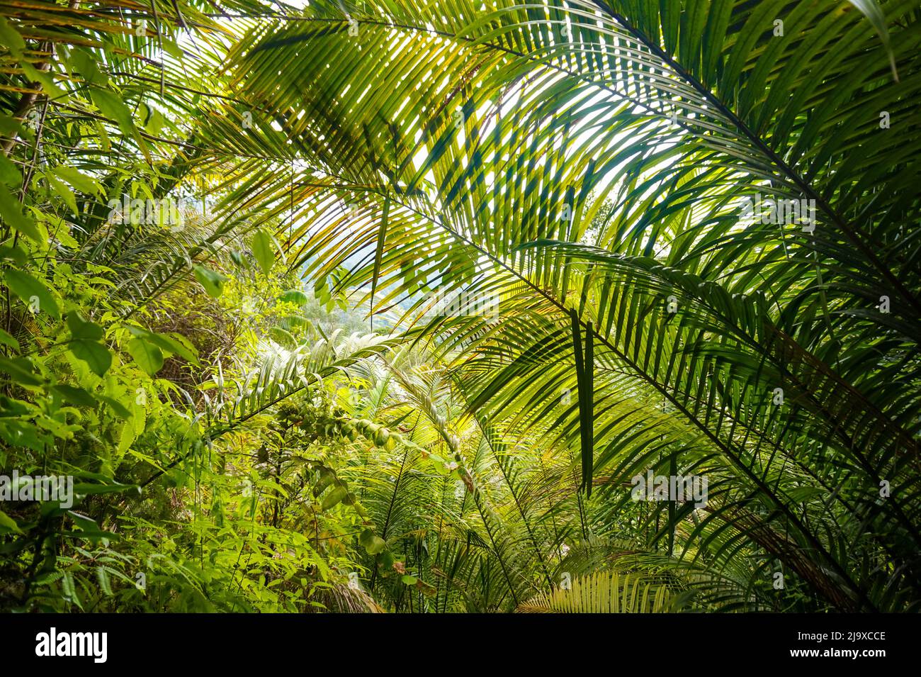 Malaysian Jungle vegetation, deep green ferns and palms Stock Photo - Alamy
