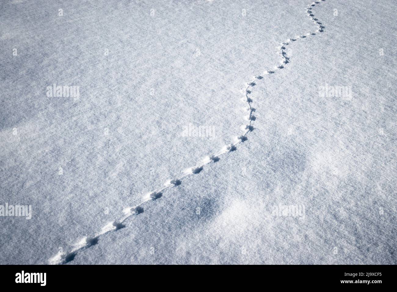 winter background line of small animal tracks in the snow Stock Photo ...
