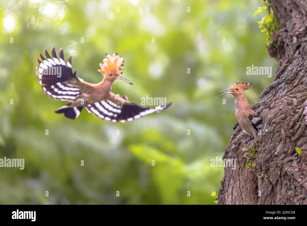 Eurasian hoopoe (Upupa epops) is the most widespread species of the ...