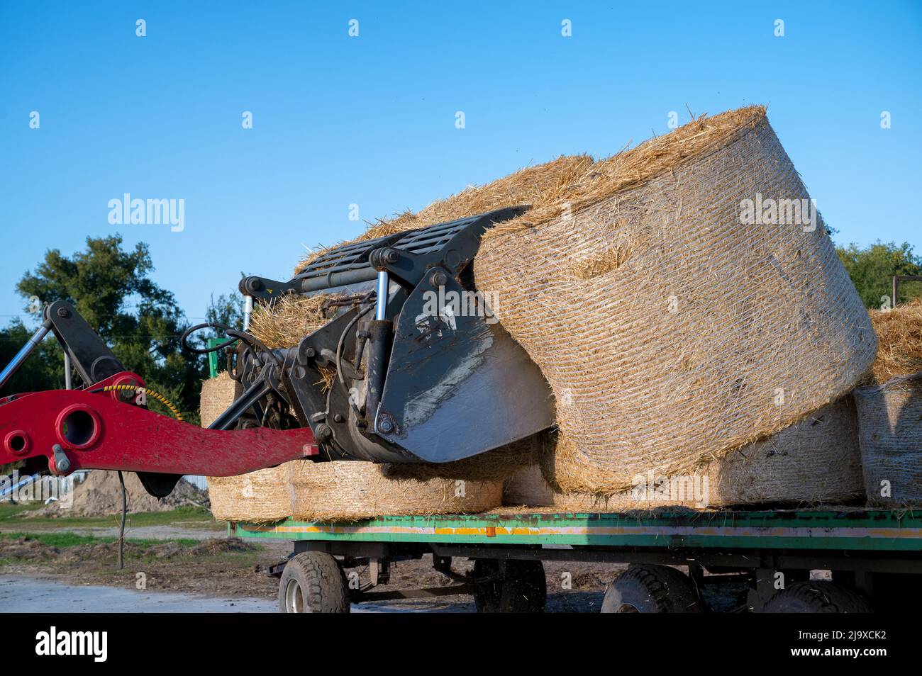 Farmer unloading round bales of straw with a front end loader Storing ...