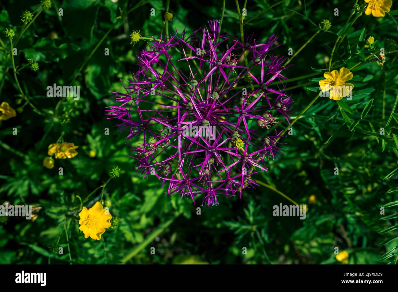 Image of the purple flower head of the Star of Persia plant Stock Photo ...