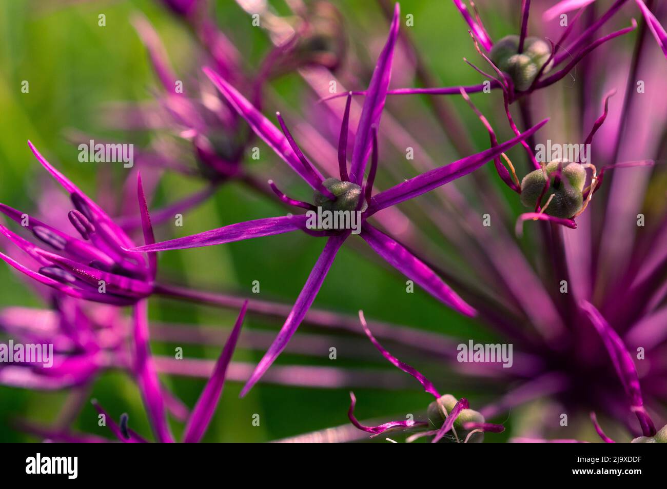 Close-up image of the purple flowers of the Star of Persia plant Stock ...