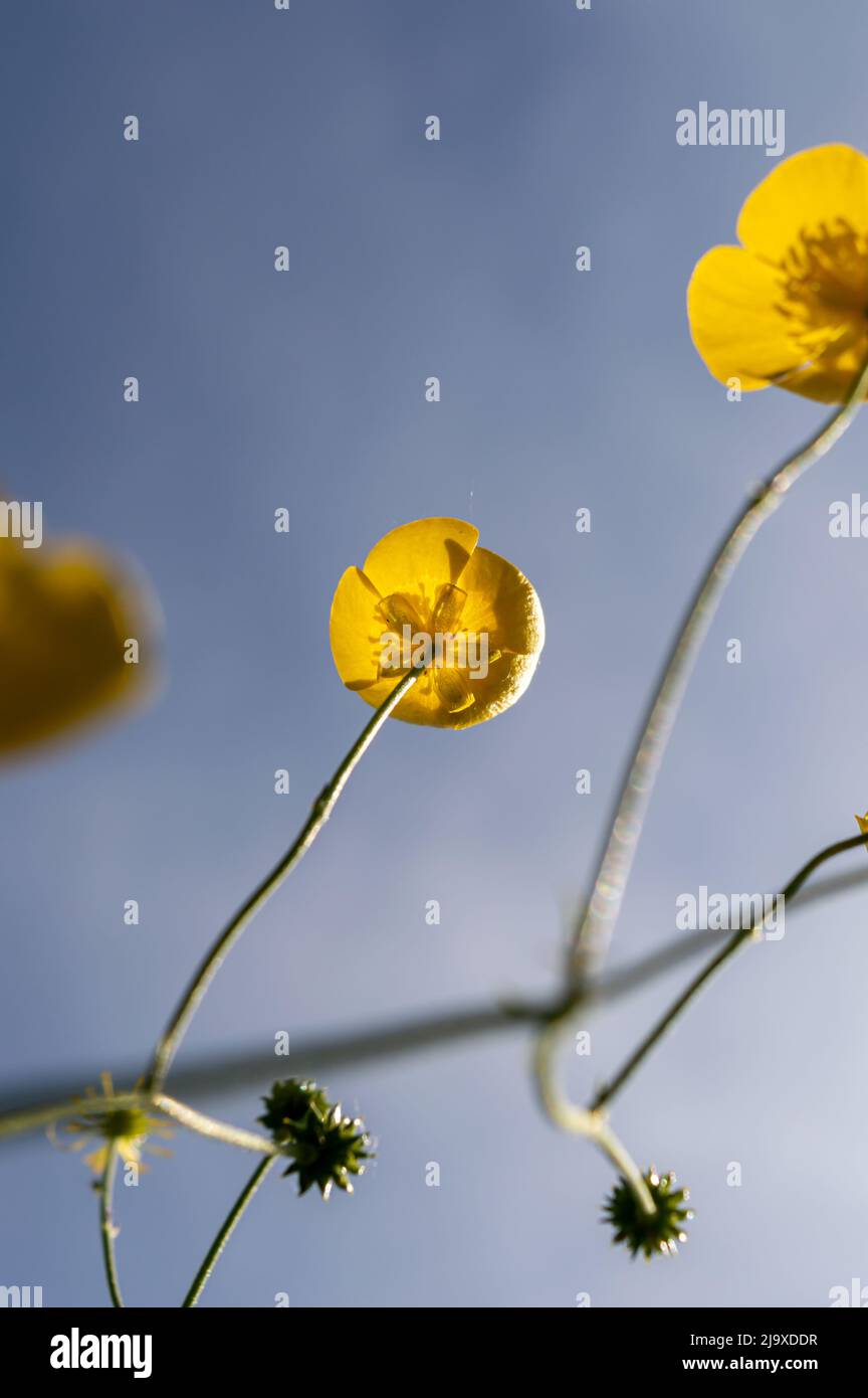 Vertical low angle hi-res stock photography and images - Alamy