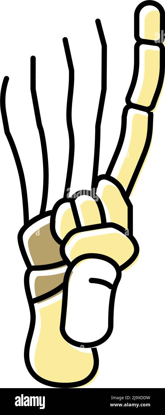 foot bone color icon vector illustration Stock Vector Image & Art - Alamy