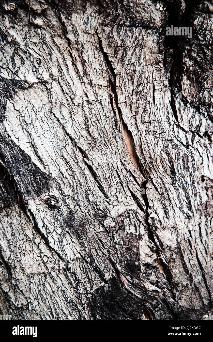 abstract background Old gray bark of a texture tree Stock Photo - Alamy