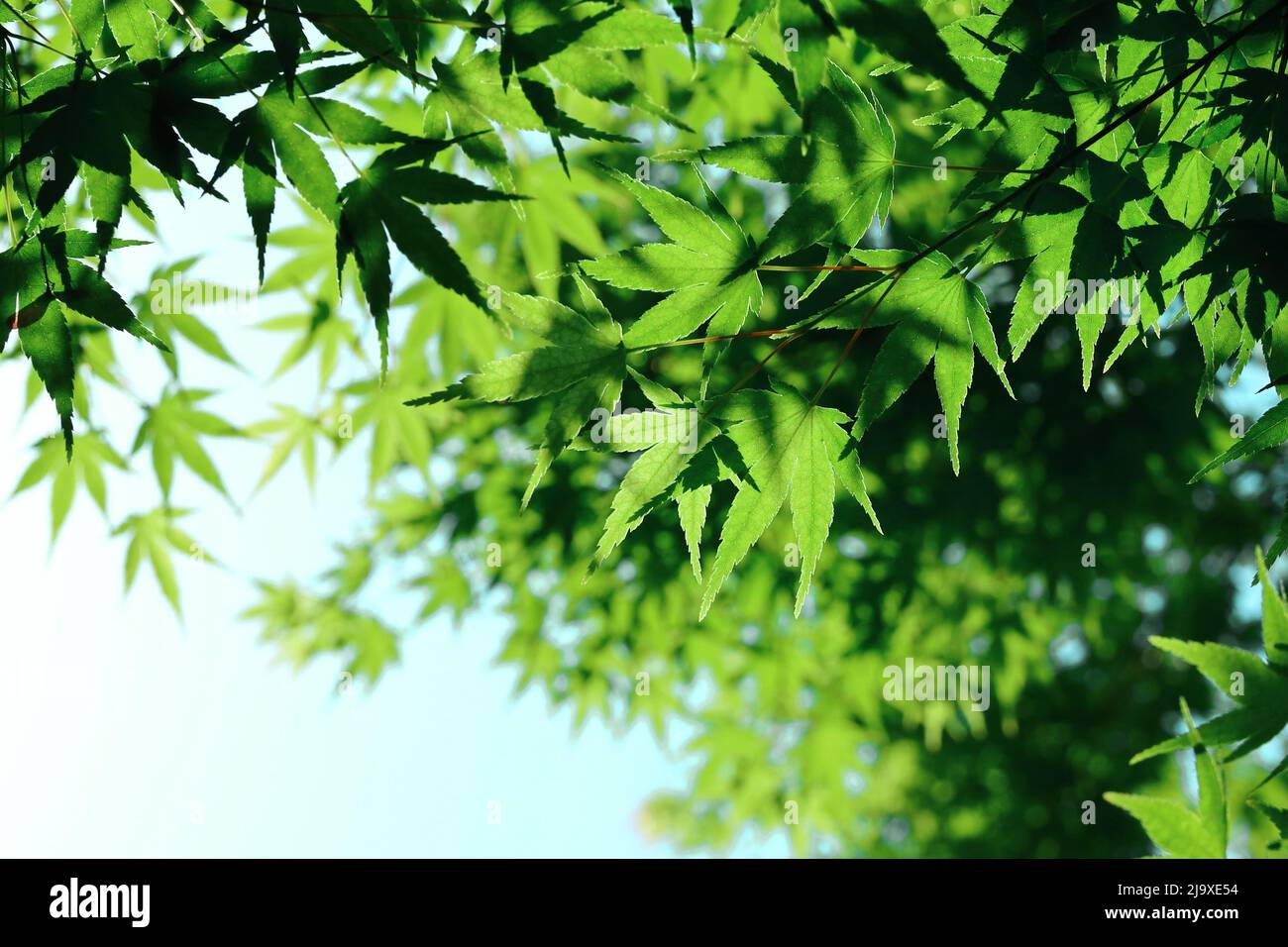 Fresh green maple leaves that overlap like a canopy under the clear ...