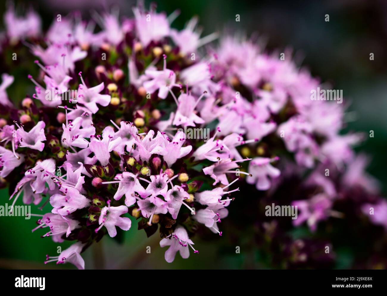 Nature background Purple flowers of oregano Stock Photo - Alamy