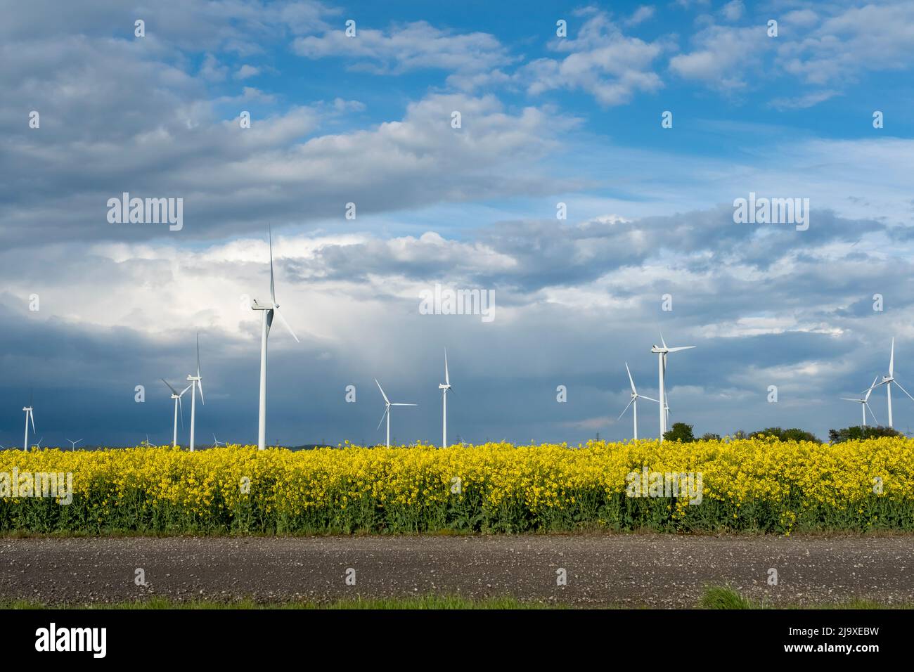Wind turbines set in farm fields groing rapeseed with a cloudy summer ...