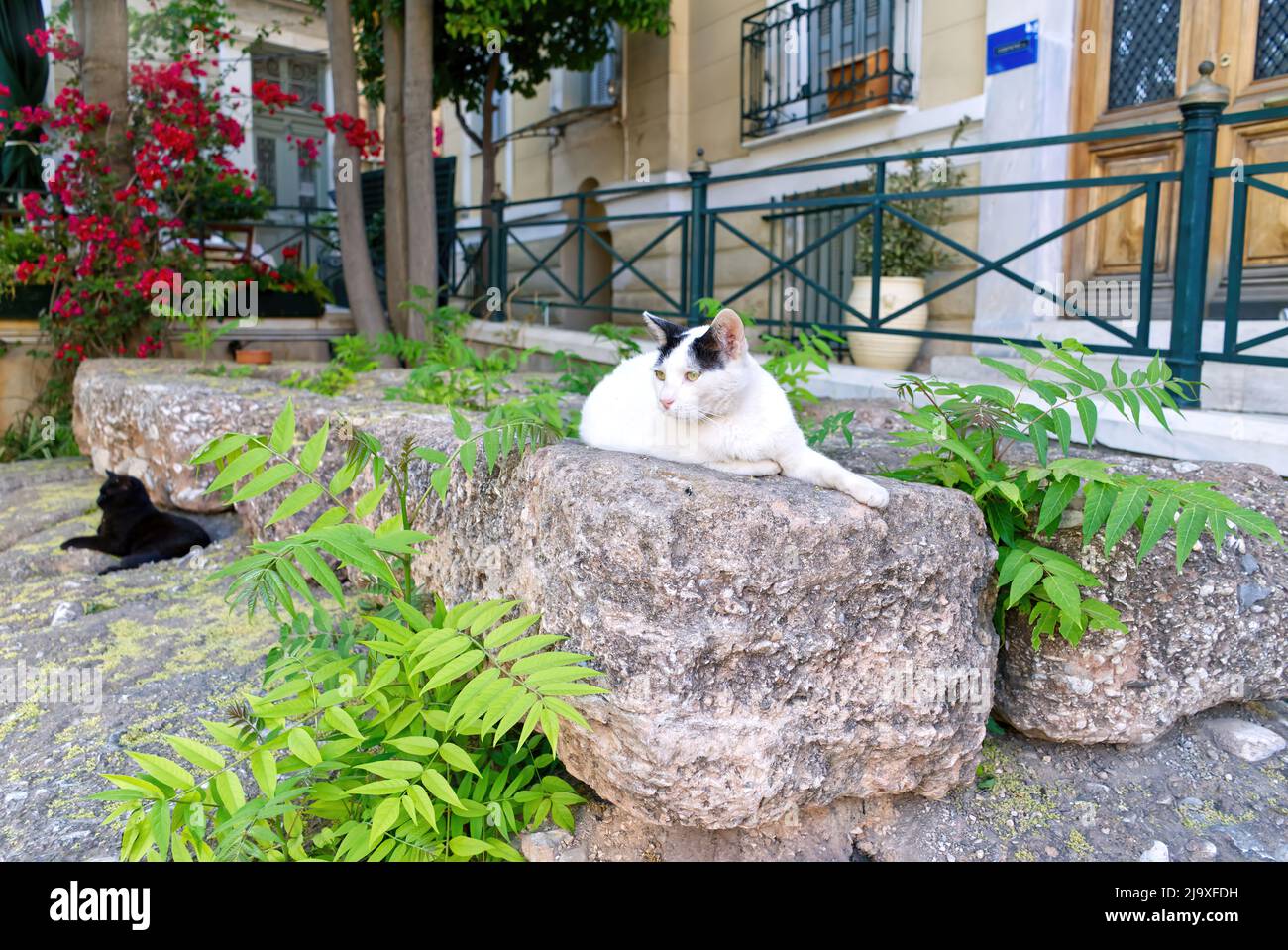 Cats rest on stone steps in a beautiful Greek courtyard Stock Photo - Alamy