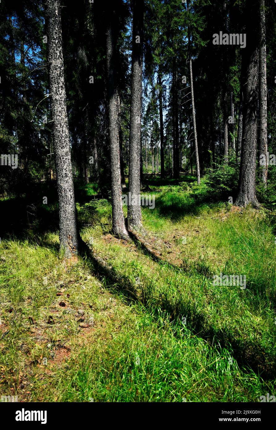 nature background Shadows of trees in the spruce forest Stock Photo - Alamy