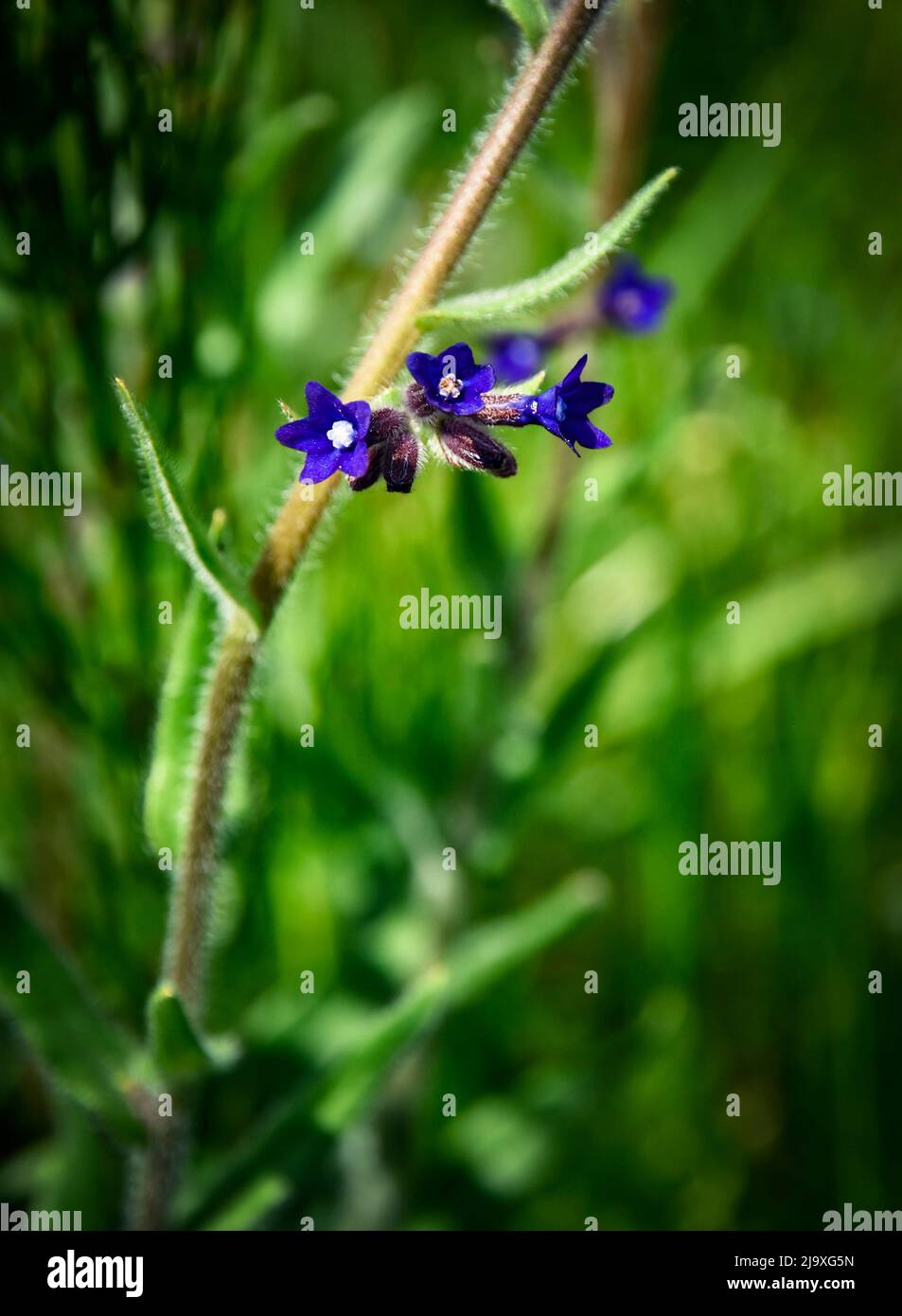seasonal nature background Small dark blue flowers Stock Photo - Alamy