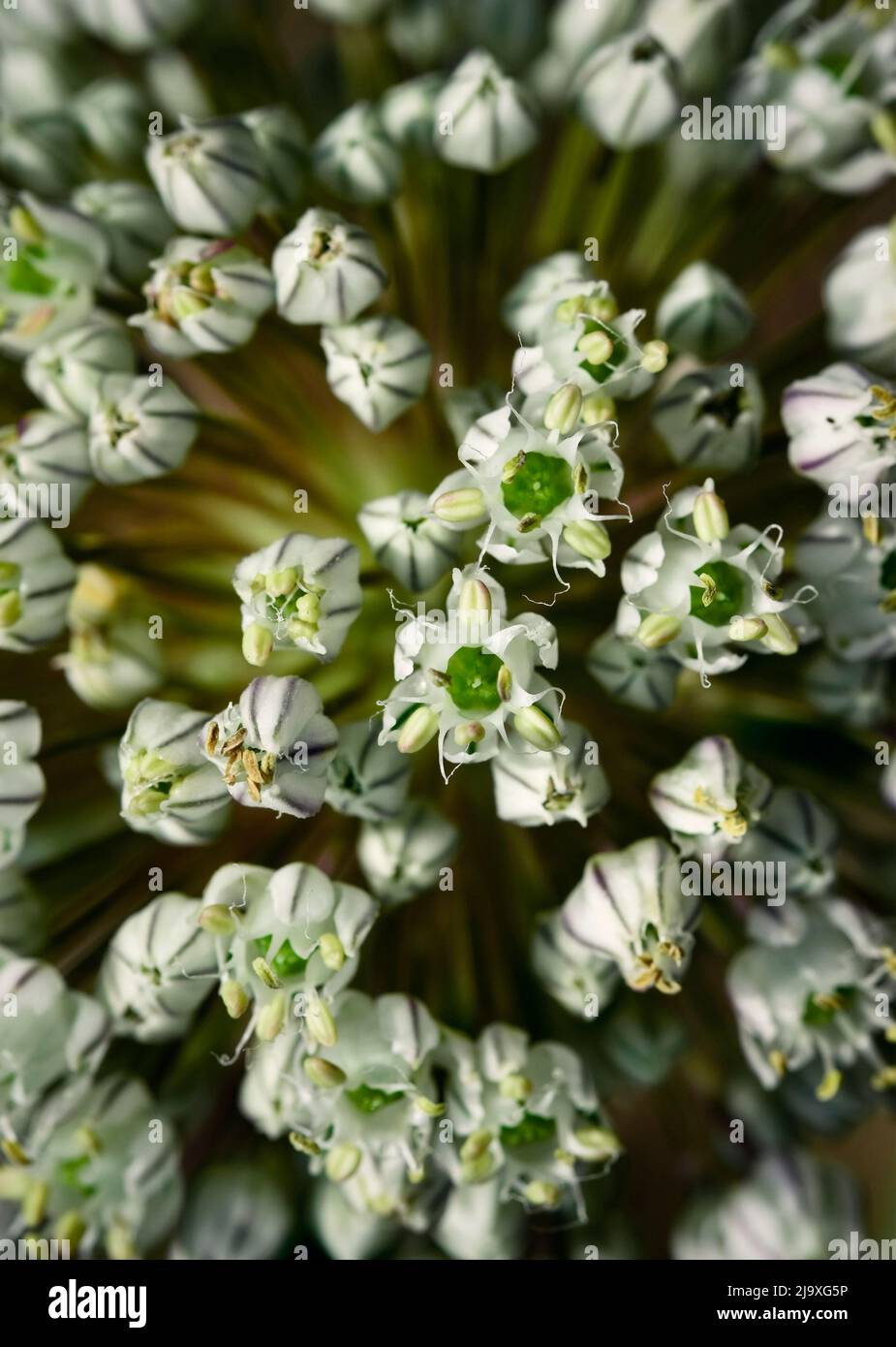 seasonal nature background Small flowers of flowering scallion Stock ...