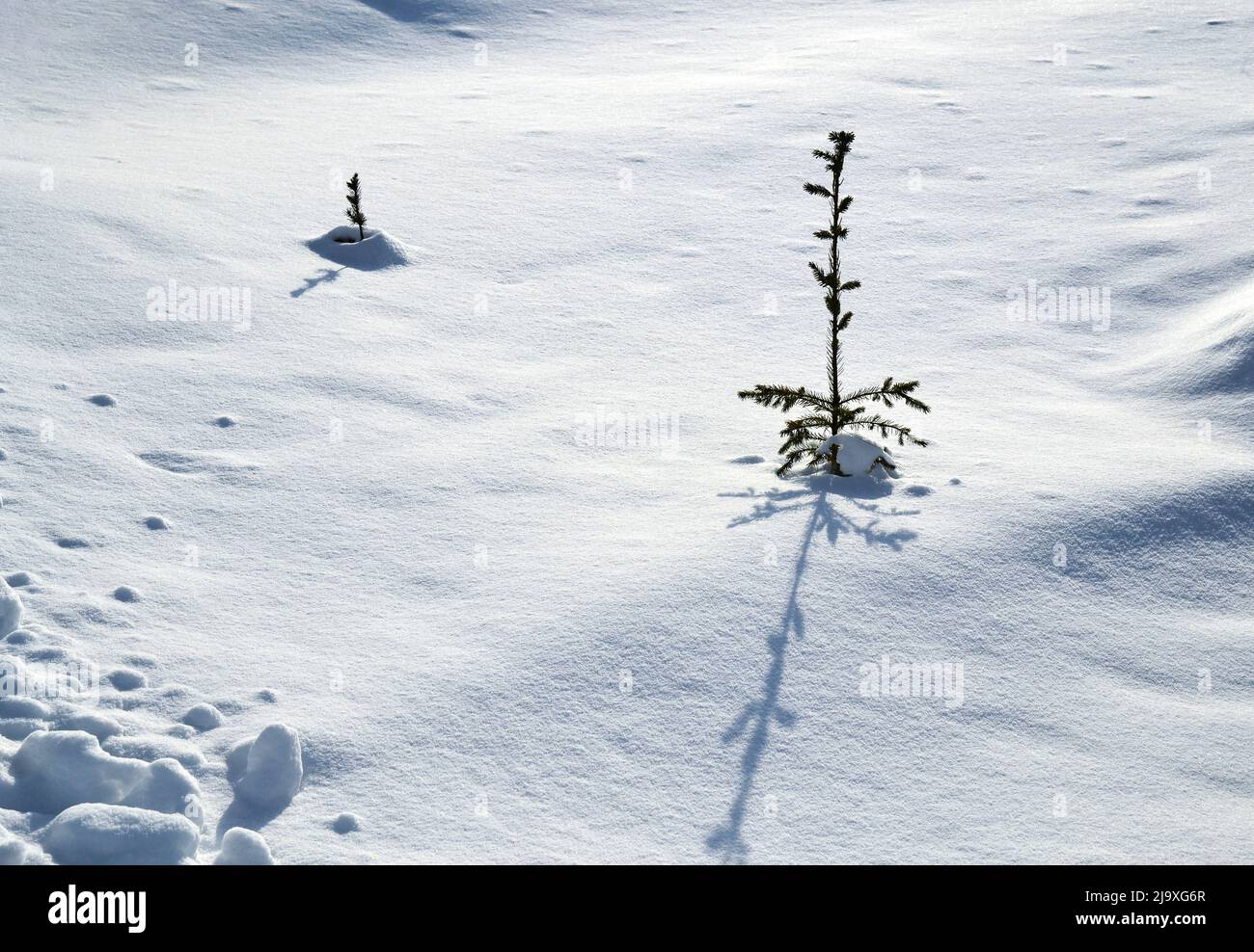 seasonal background two small snowy trees Stock Photo - Alamy