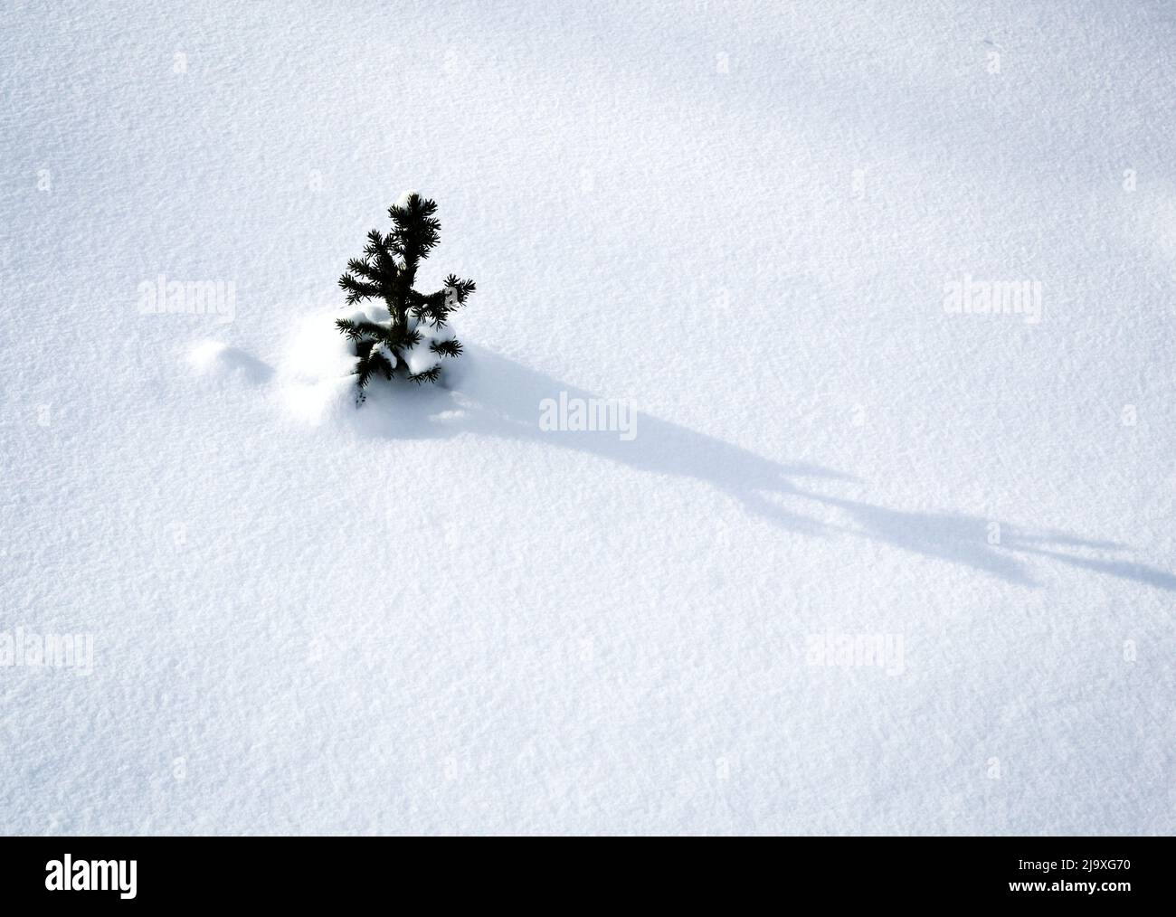 Small spruce tree hi-res stock photography and images - Alamy