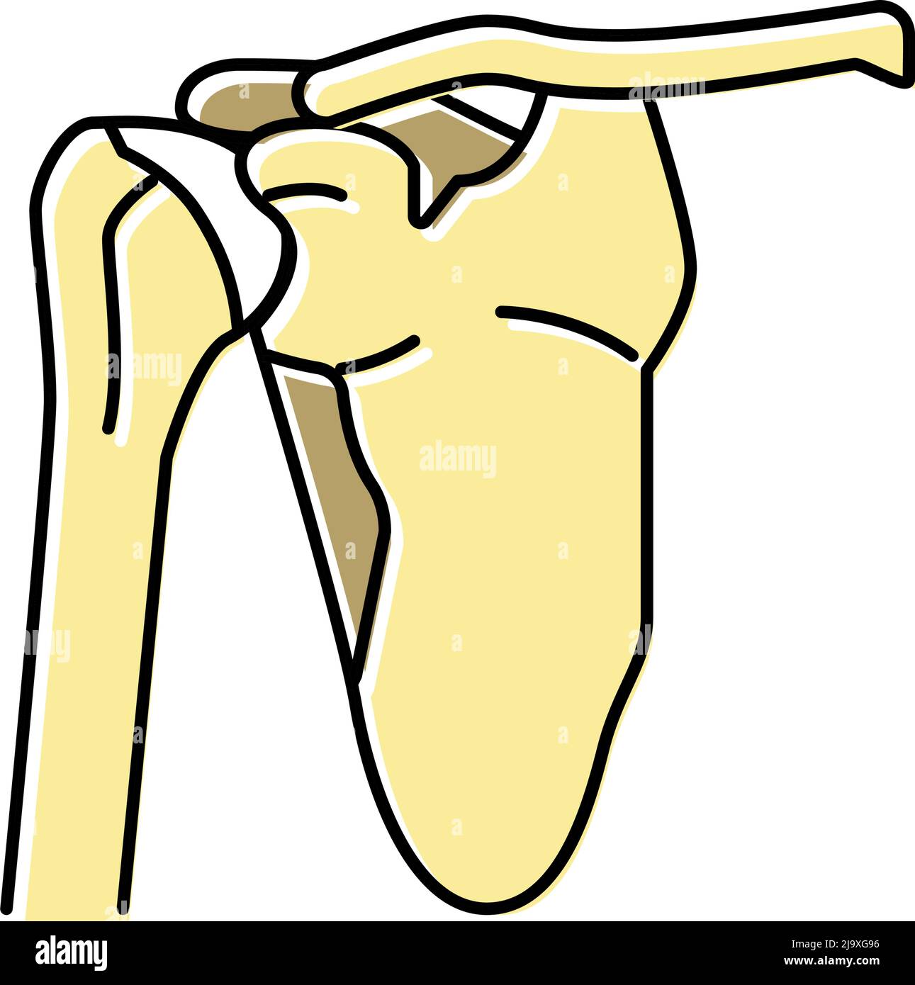 shoulder bone color icon vector illustration Stock Vector Image & Art ...