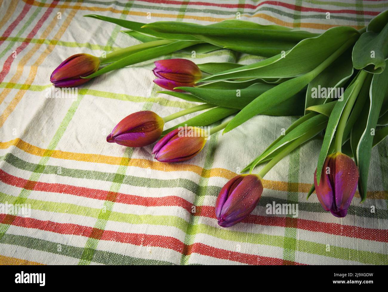still life spring tulips brightly colored fabric Stock Photo - Alamy